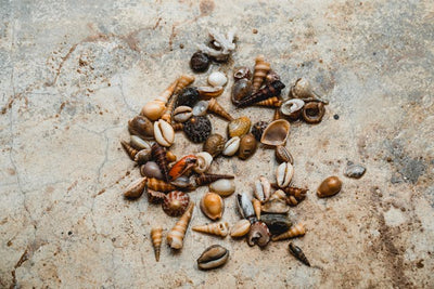 The Best Times of Year to Find Seashells: Seasonal Insights and Tips