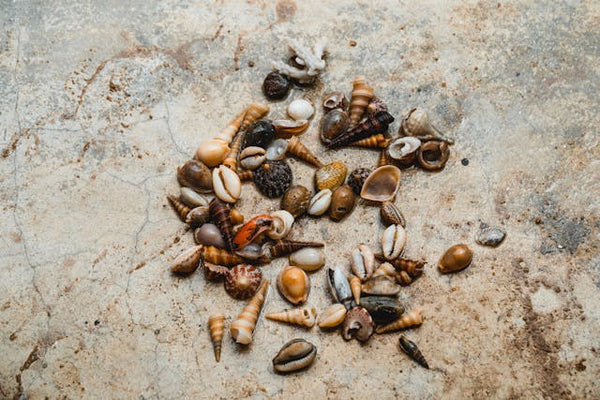 The Best Times of Year to Find Seashells: Seasonal Insights and Tips