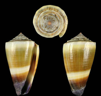 Bruised Cone (Conus sugillatus): Understanding Its Habitat and Behavio ...