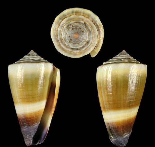 Bruised Cone (Conus sugillatus): Understanding Its Habitat and Behavio