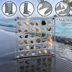 FinGlass Acrylic Seashell Display Case