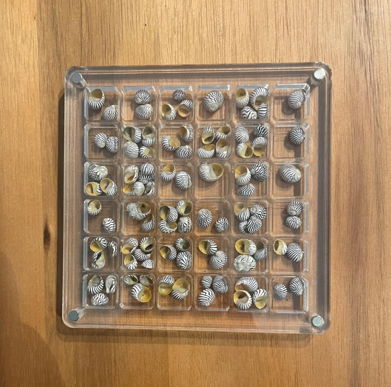 FinGlass Acrylic Seashell Display Case