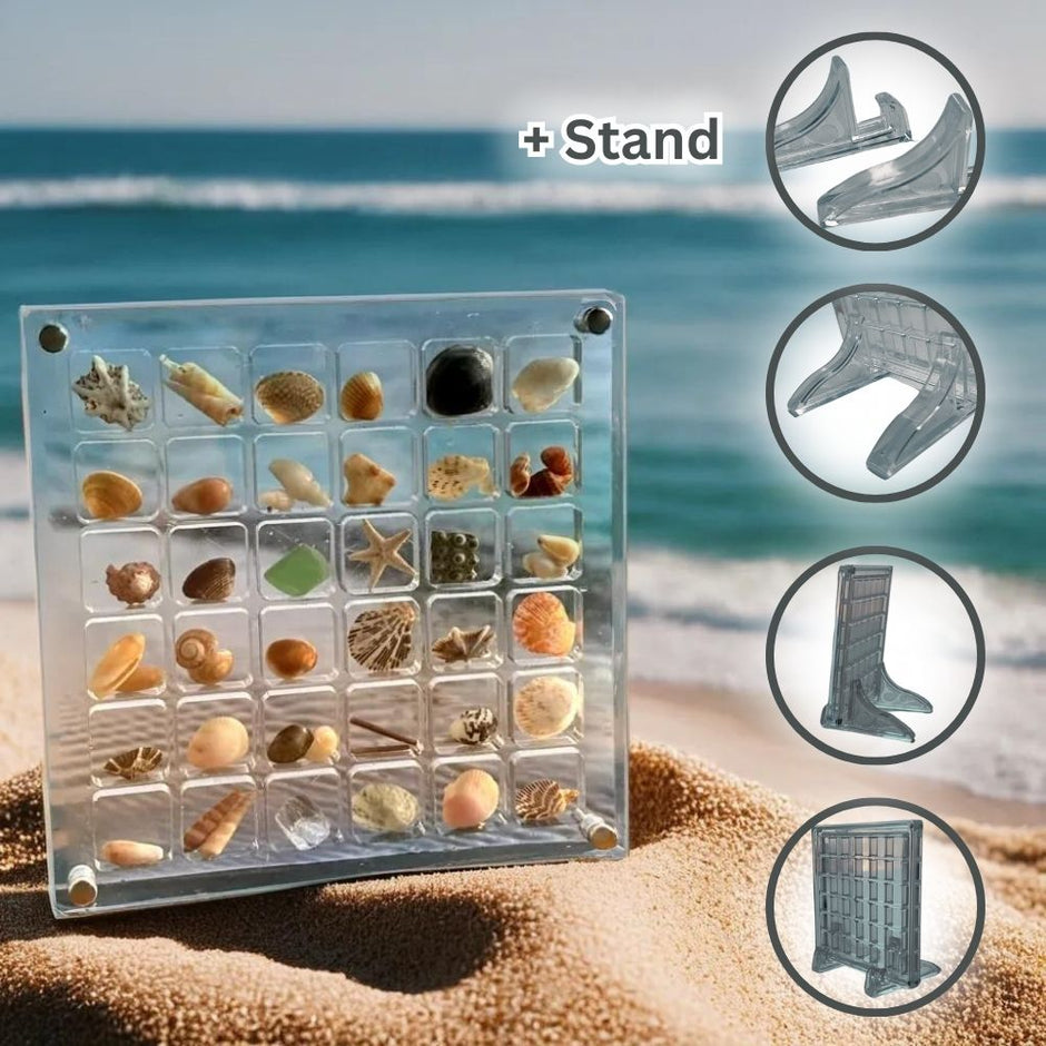 Types of Seashells: A Guide for Collectors and Beachcombers